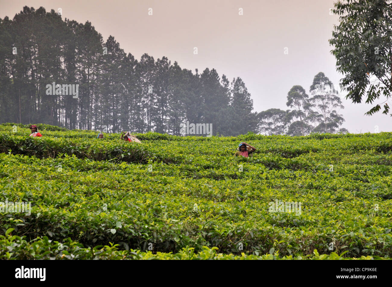 Pussellawa, Kandy District, Sri Lanka. The Rothschild Tea Estate Stock ...