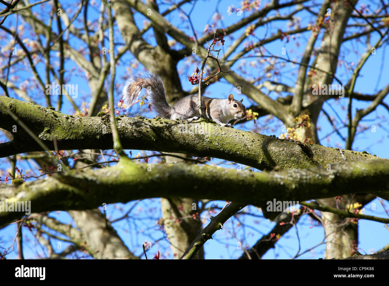 Grey squirrel tree hi-res stock photography and images - Alamy