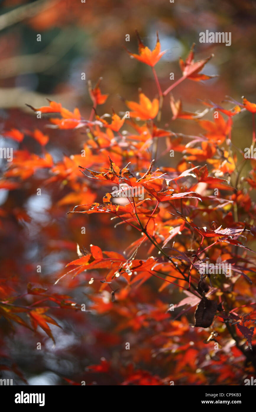 RED LEAVES AT THE WESTLAKE, HANGZHOU, ZHEJIANG, CHINA, ASIA Stock Photo ...