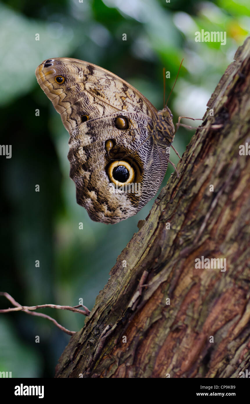 Owl butterfly on a tree Stock Photo - Alamy