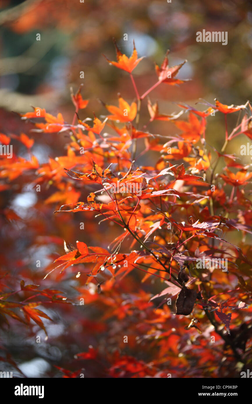 Zhejiang china fall hi-res stock photography and images - Alamy