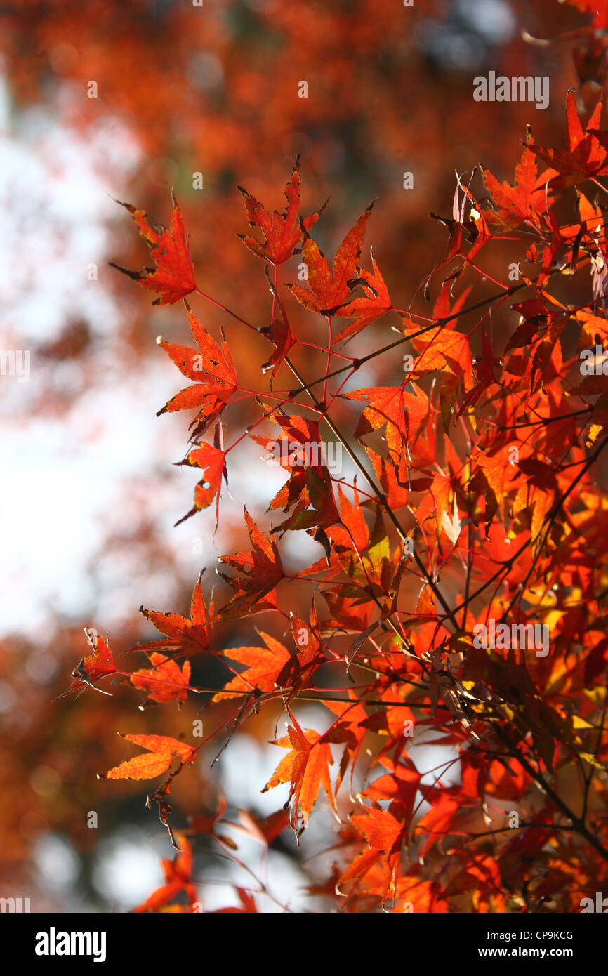 RED LEAVES AT THE WESTLAKE, HANGZHOU, ZHEJIANG, CHINA, ASIA Stock Photo ...
