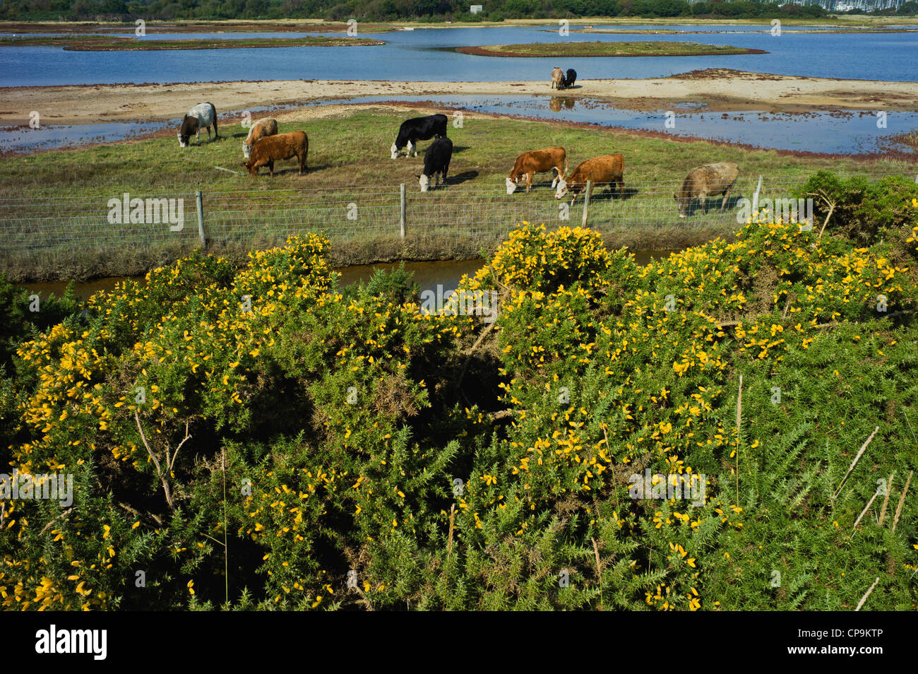 view viewpoint solent way solent way sea ocean long distance coast ...