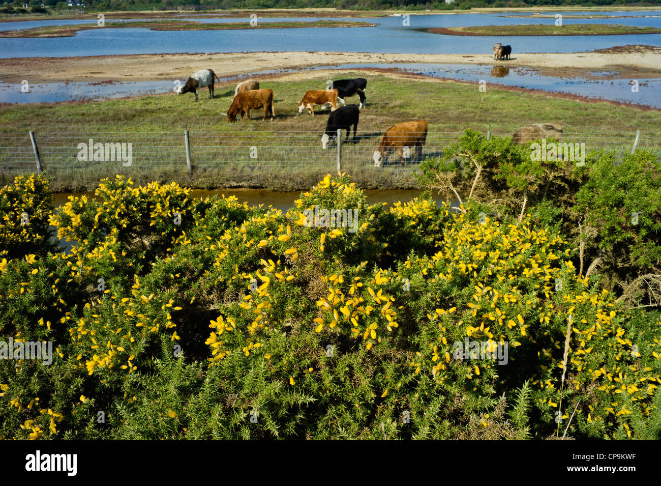 view viewpoint solent way solent way sea ocean long distance coast ...