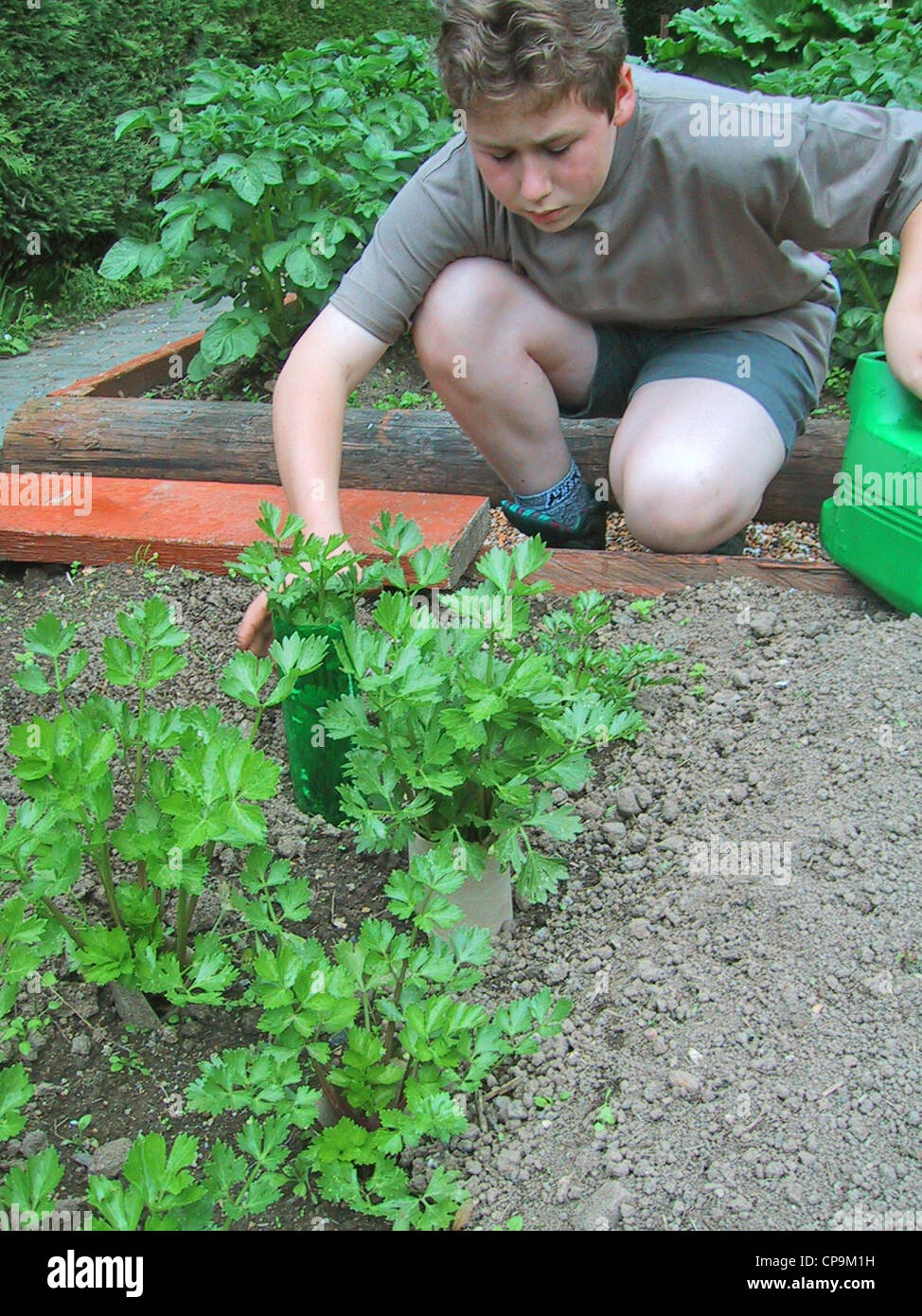 Boy working in vegetable garden growing celery Stock Photo - Alamy