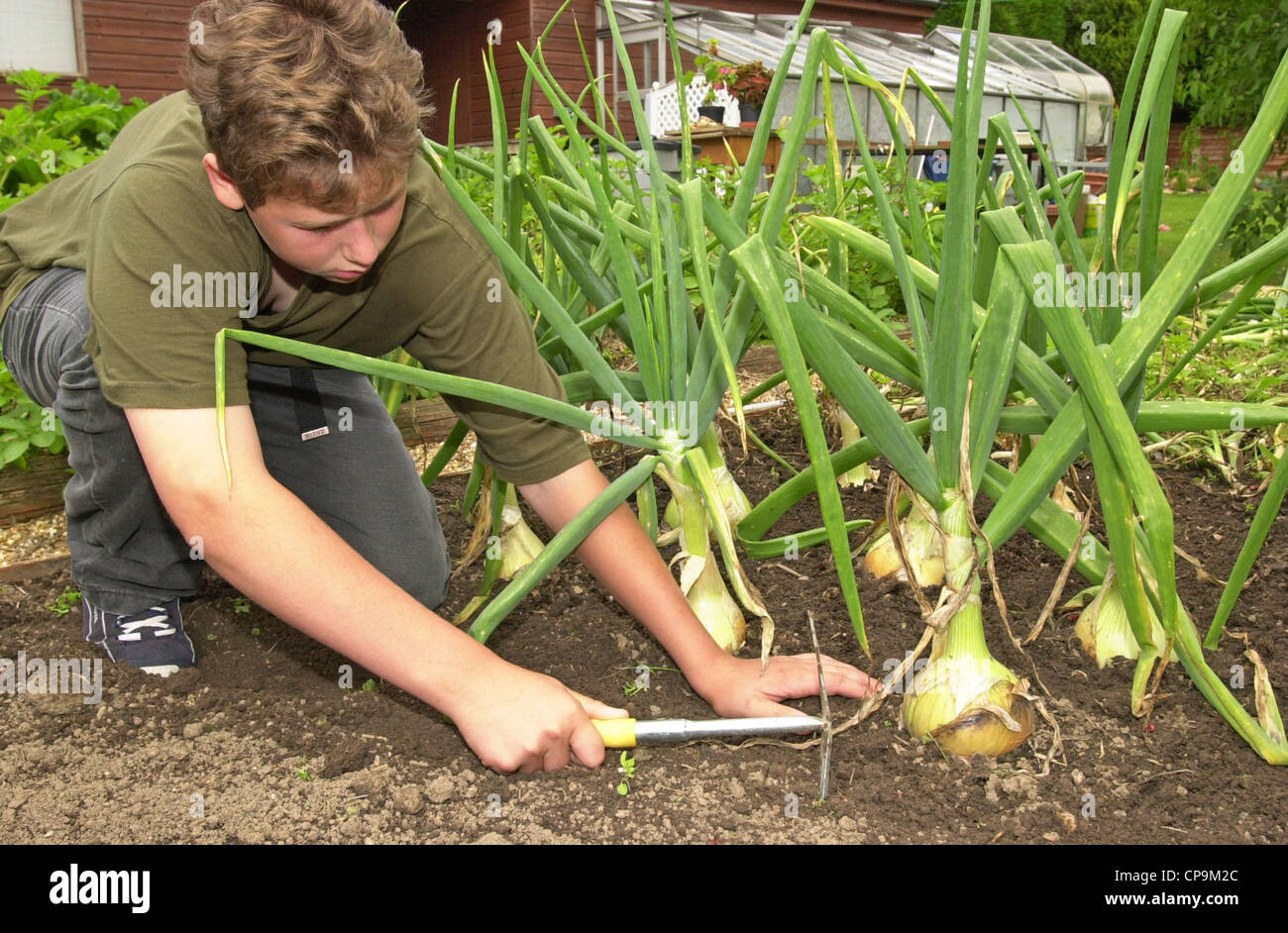 Boy working in vegetable garden weeding onions Stock Photo - Alamy