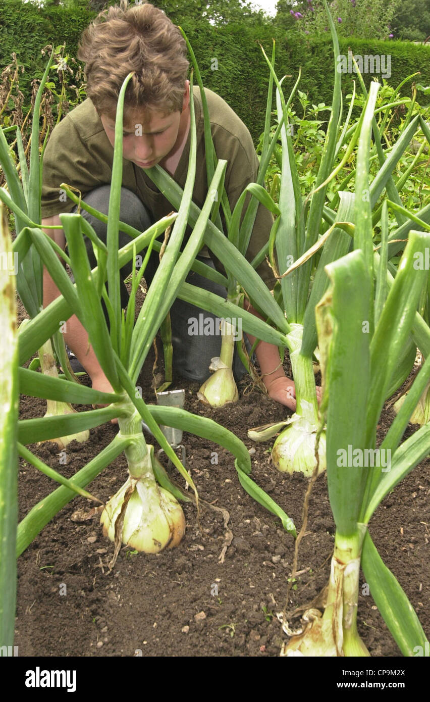 Boy working in vegetable garden weeding onions Stock Photo - Alamy