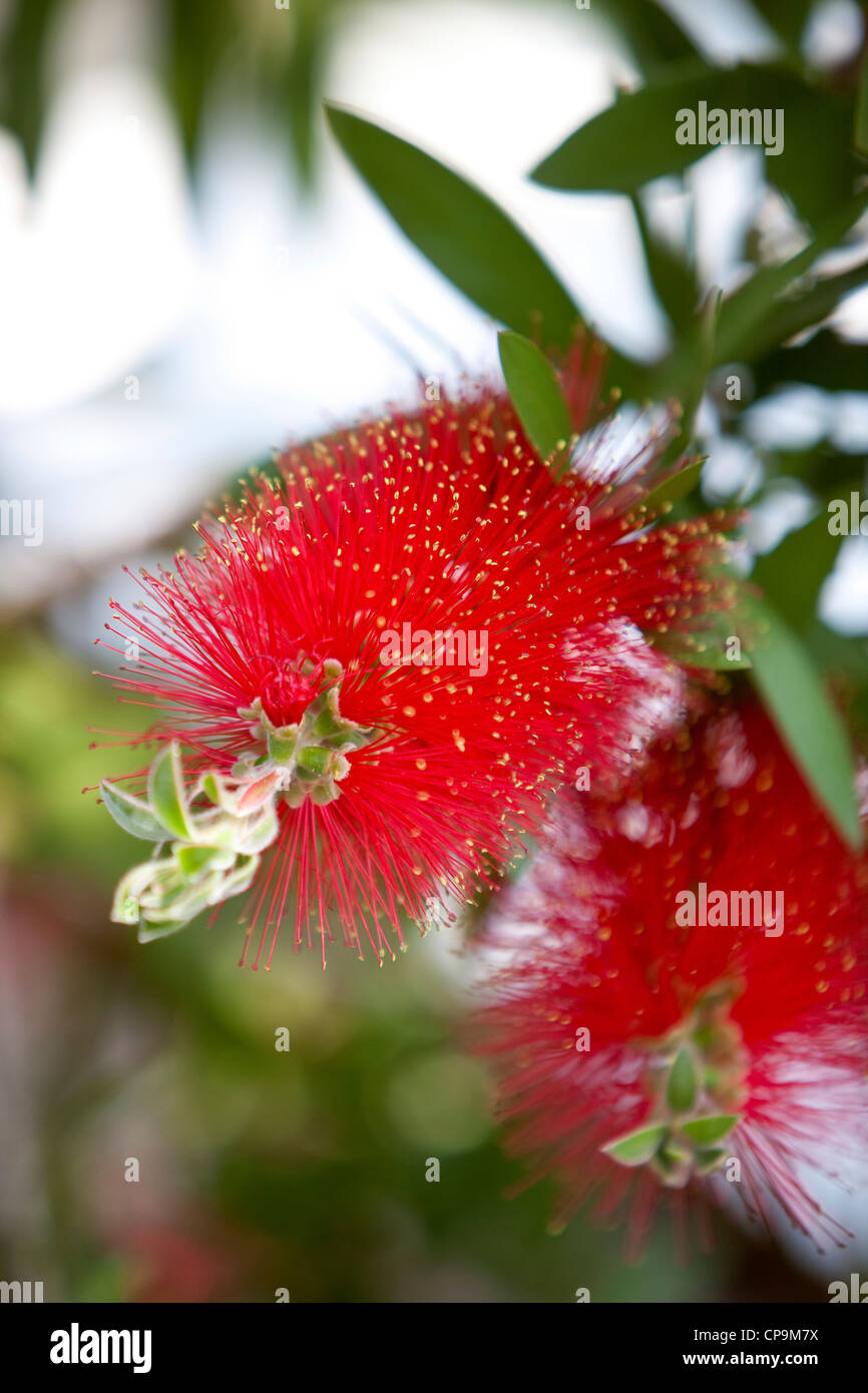 Calliandra haematocephala is a species of flowering plants of the genus ...