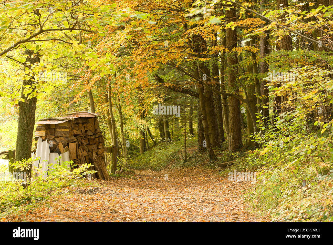 Forst tree hi-res stock photography and images - Alamy