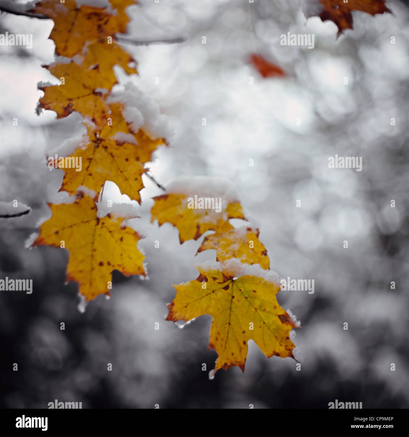 Maple Tree Life Cycle