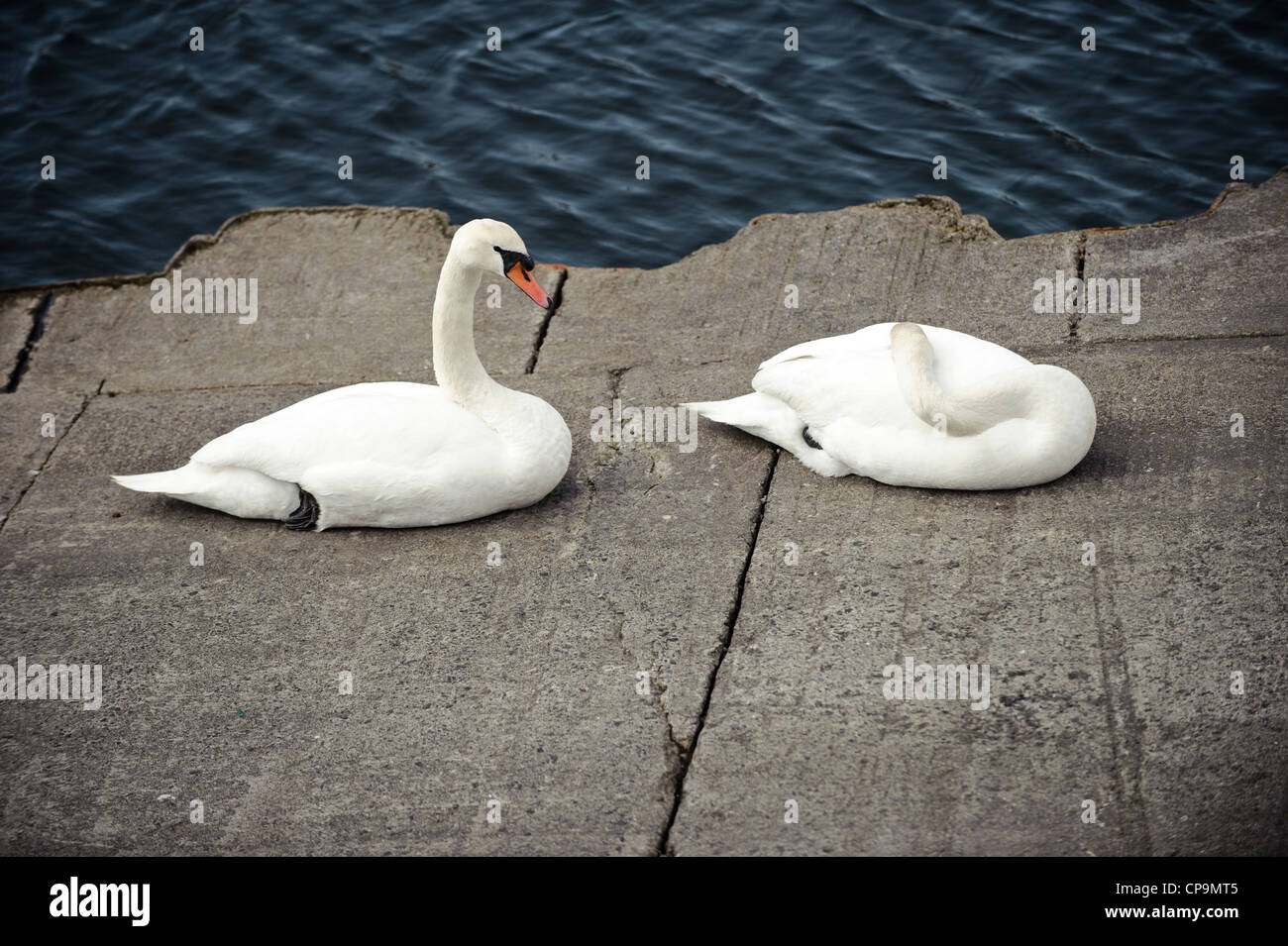 Sitting Swans High Resolution Stock Photography and Images - Alamy