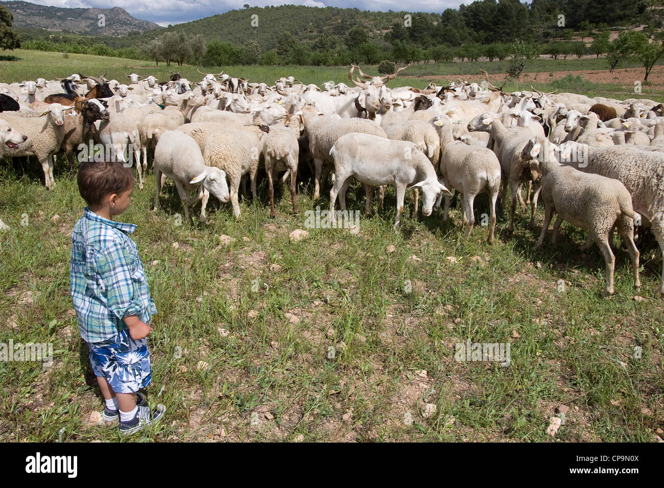 Boy herding goats hi-res stock photography and images - Alamy