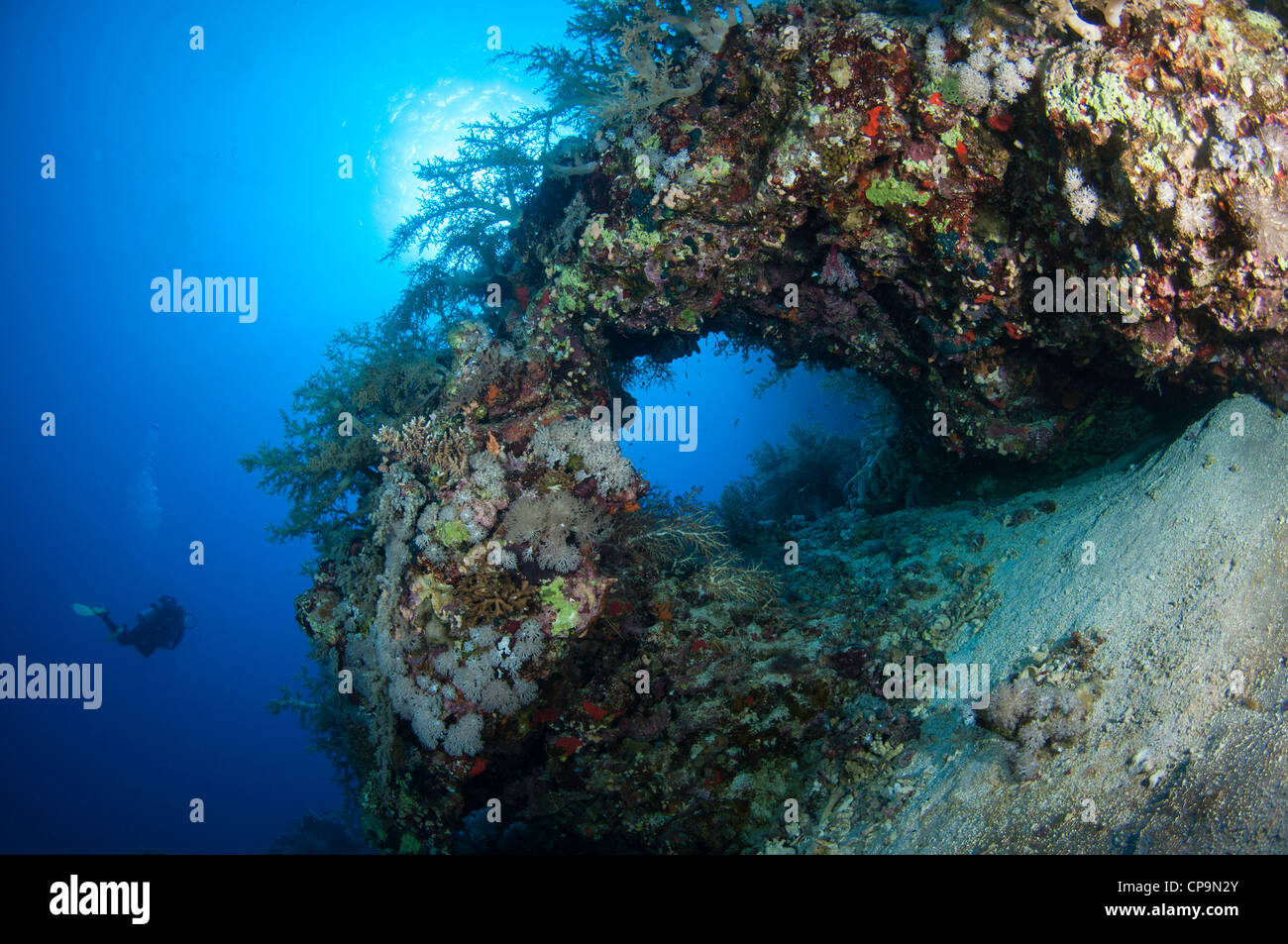 Diver near coral arch on the Daedalus reef in the Red Sea, Egypt Stock ...