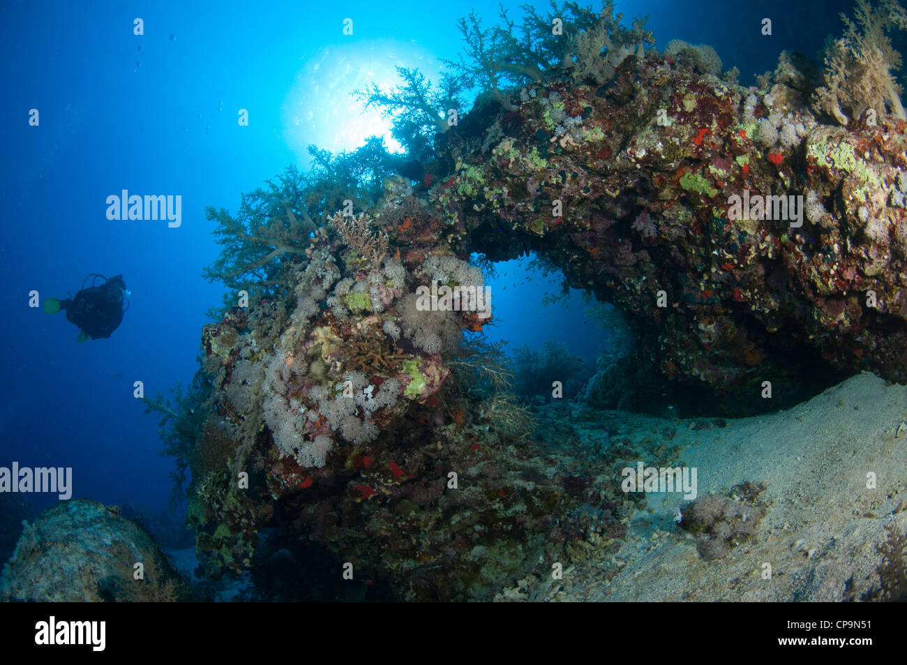 Coral arch on Daedalus Reef with diver in the Red Sea, Egypt Stock ...