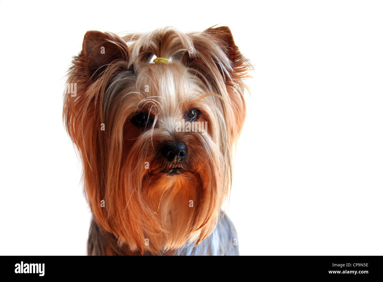 Yorkshire Terrier Portrait Stock Photo - Alamy