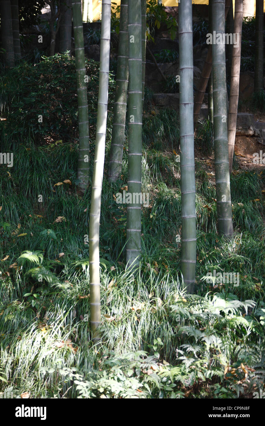 Hangzhou china bamboo forest hi-res stock photography and images - Alamy