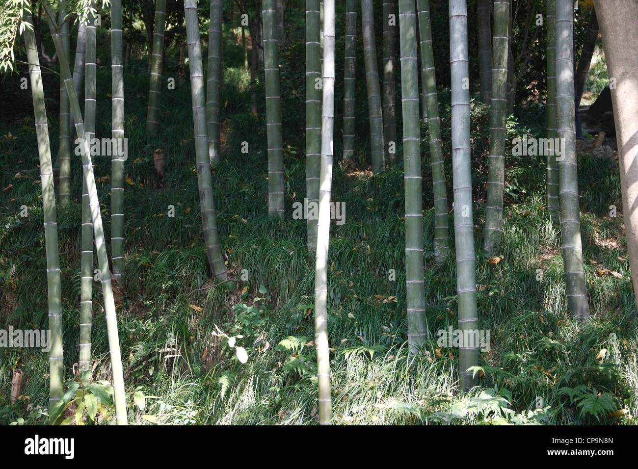 Hangzhou china bamboo forest hi-res stock photography and images - Alamy