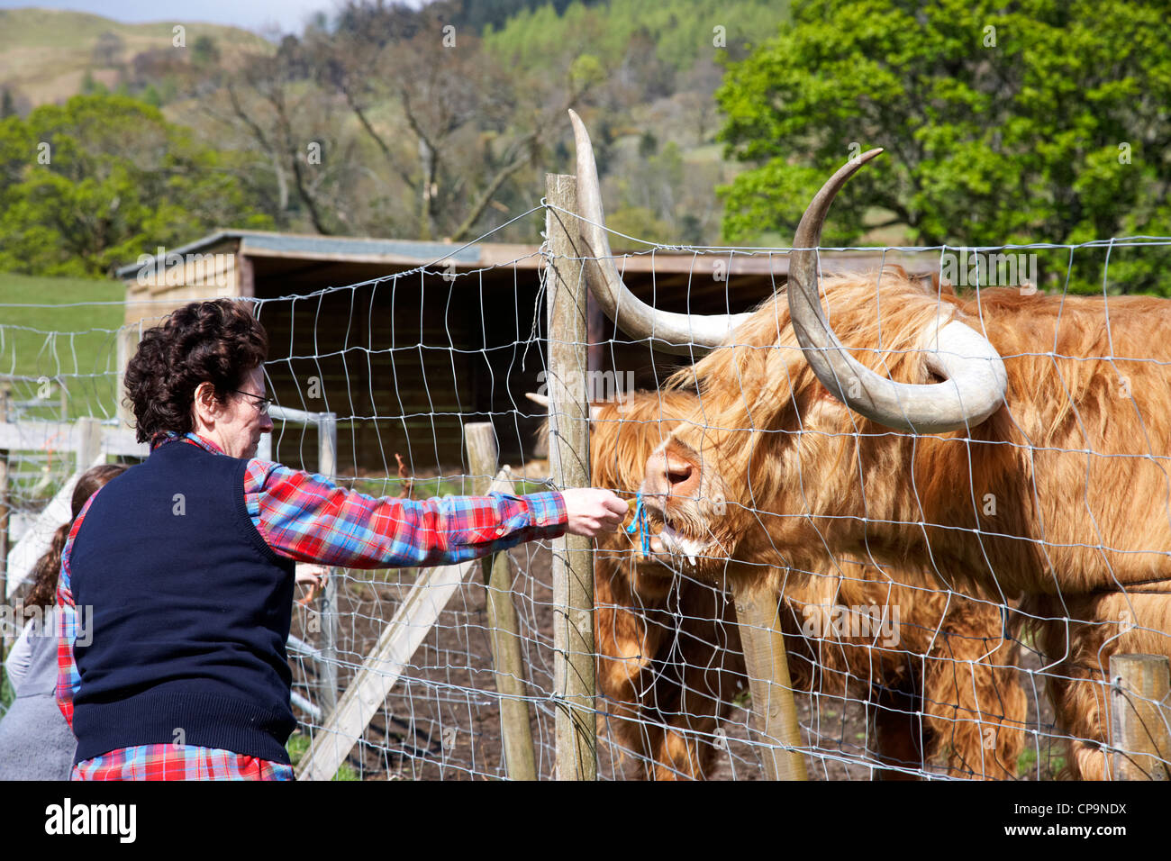 tourist feeding a long horned highland cow called hamish Scotland uk ...