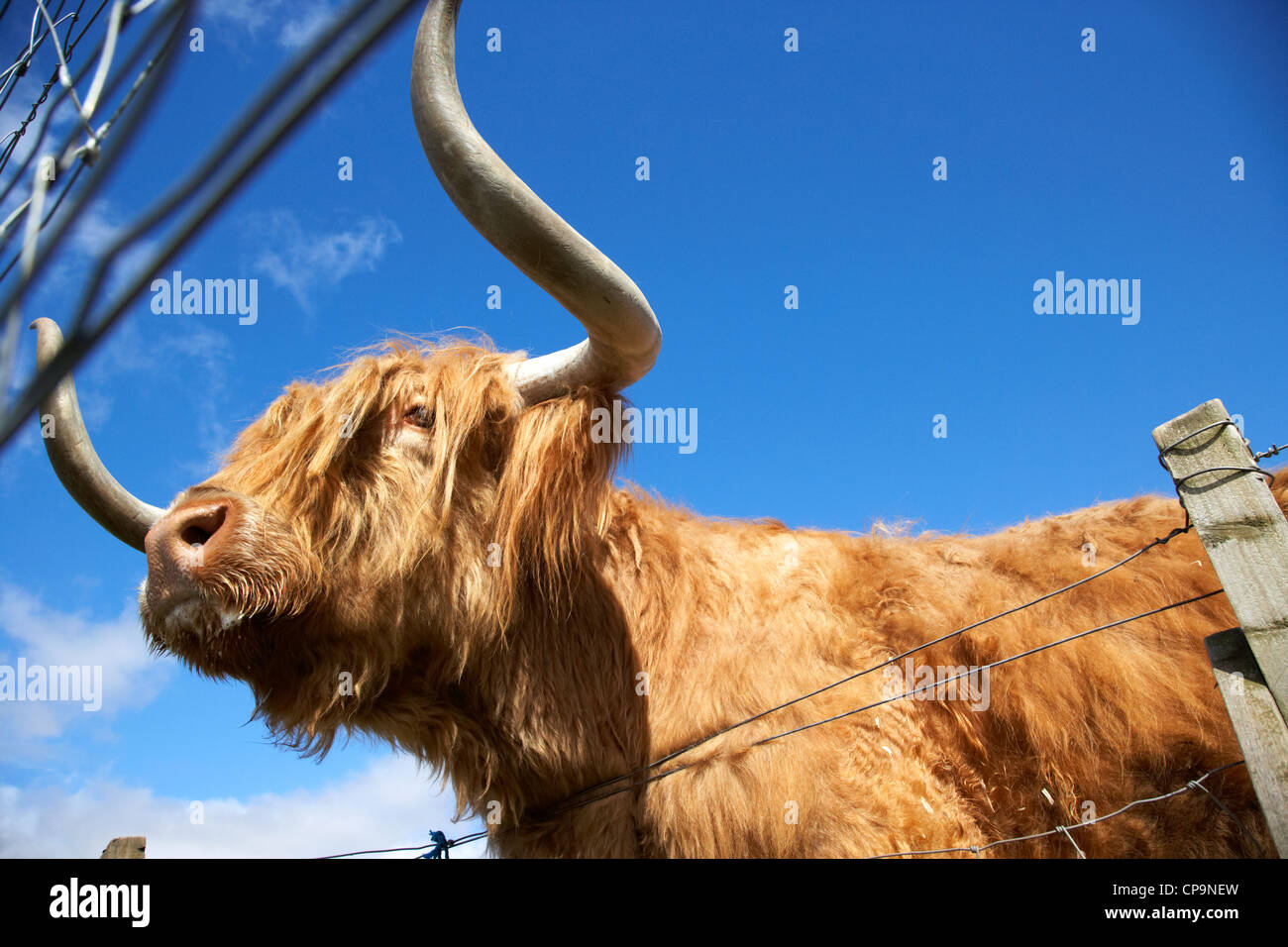 Hamish Cow High Resolution Stock Photography and Images - Alamy