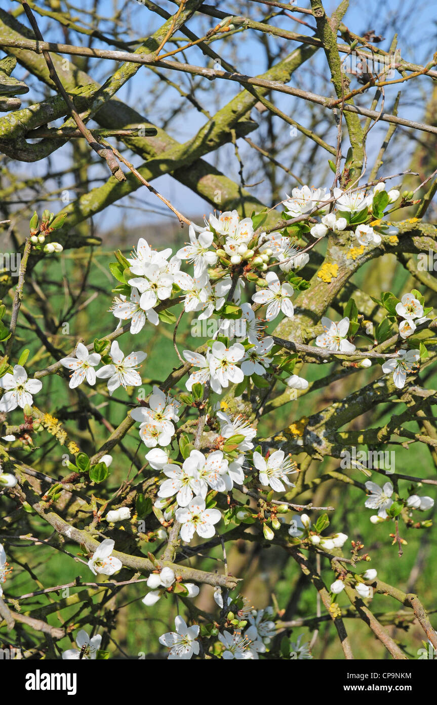 Blackthorn Bush High Resolution Stock Photography and Images - Alamy