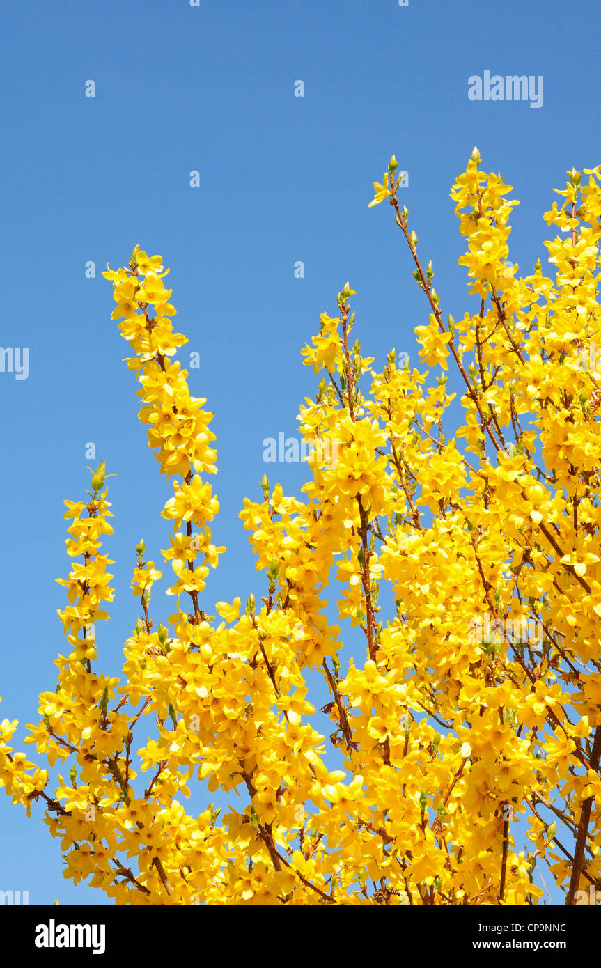 Forsythia bush in bloom hi-res stock photography and images - Alamy