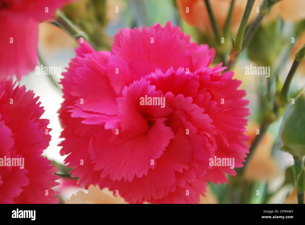 Close image of carnation Stock Photo - Alamy