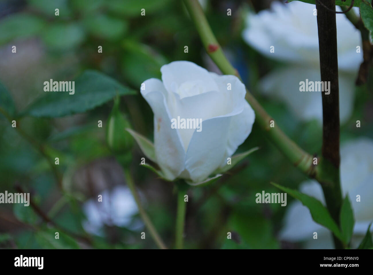 Single white rose hi-res stock photography and images - Alamy