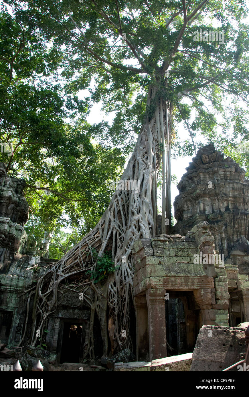 Large tree with Strangler Fig, Ficus sp, on temple walls, Ta Prohm ...