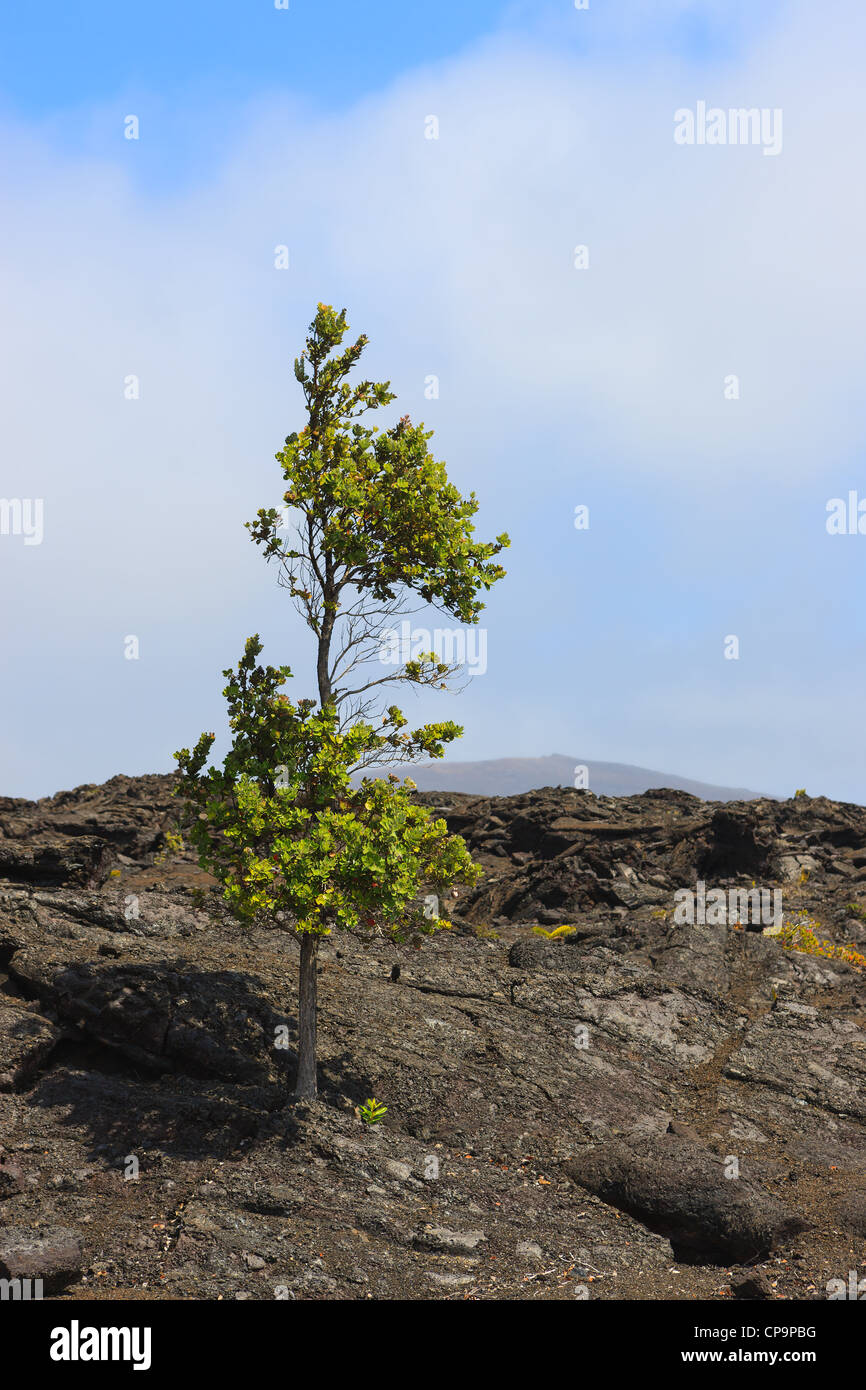 New born tree in Hawaii Volcanoes National Park, This Big Island ...