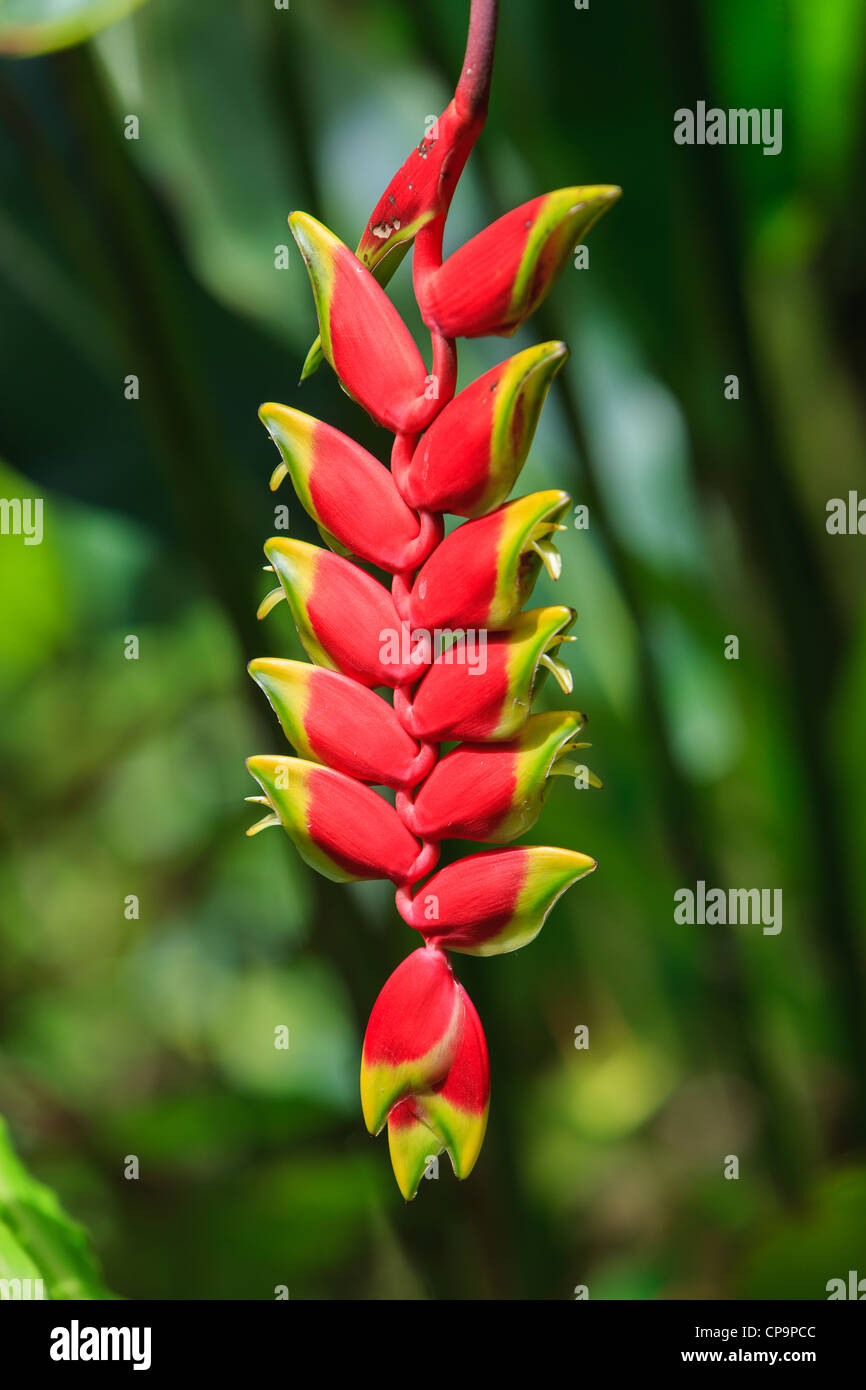 Heliconia - The Big Island, Hawaii Stock Photo - Alamy