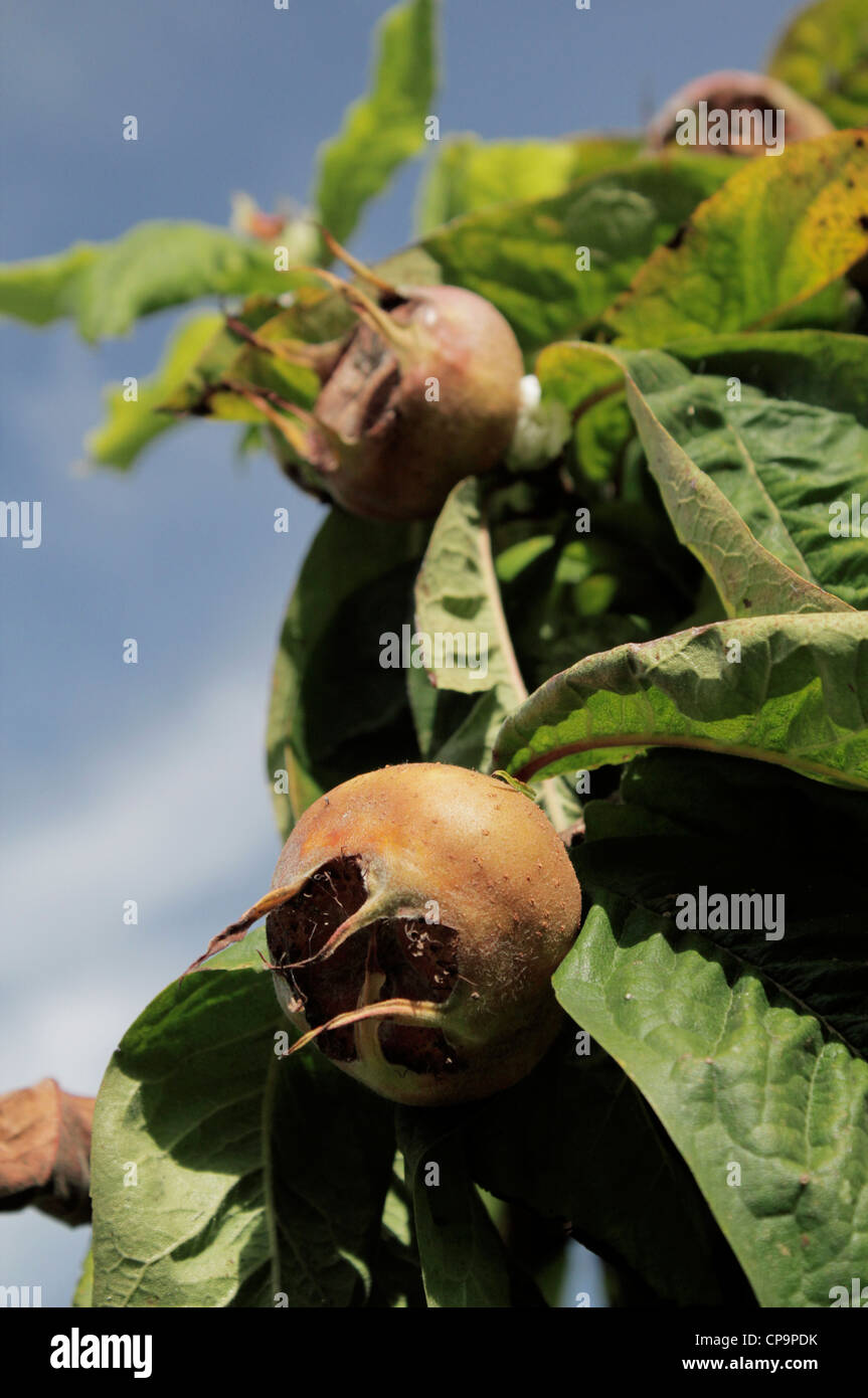 Medlar tree medieval hi-res stock photography and images - Alamy