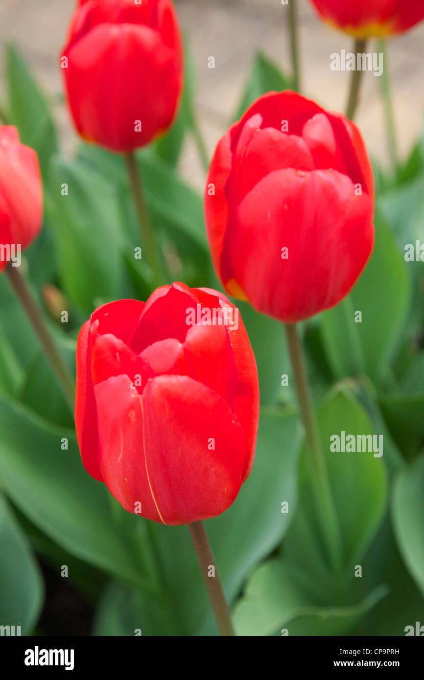 Tulip Tulipa "Oxford" spring flowers in bloom in April Stock Photo - Alamy