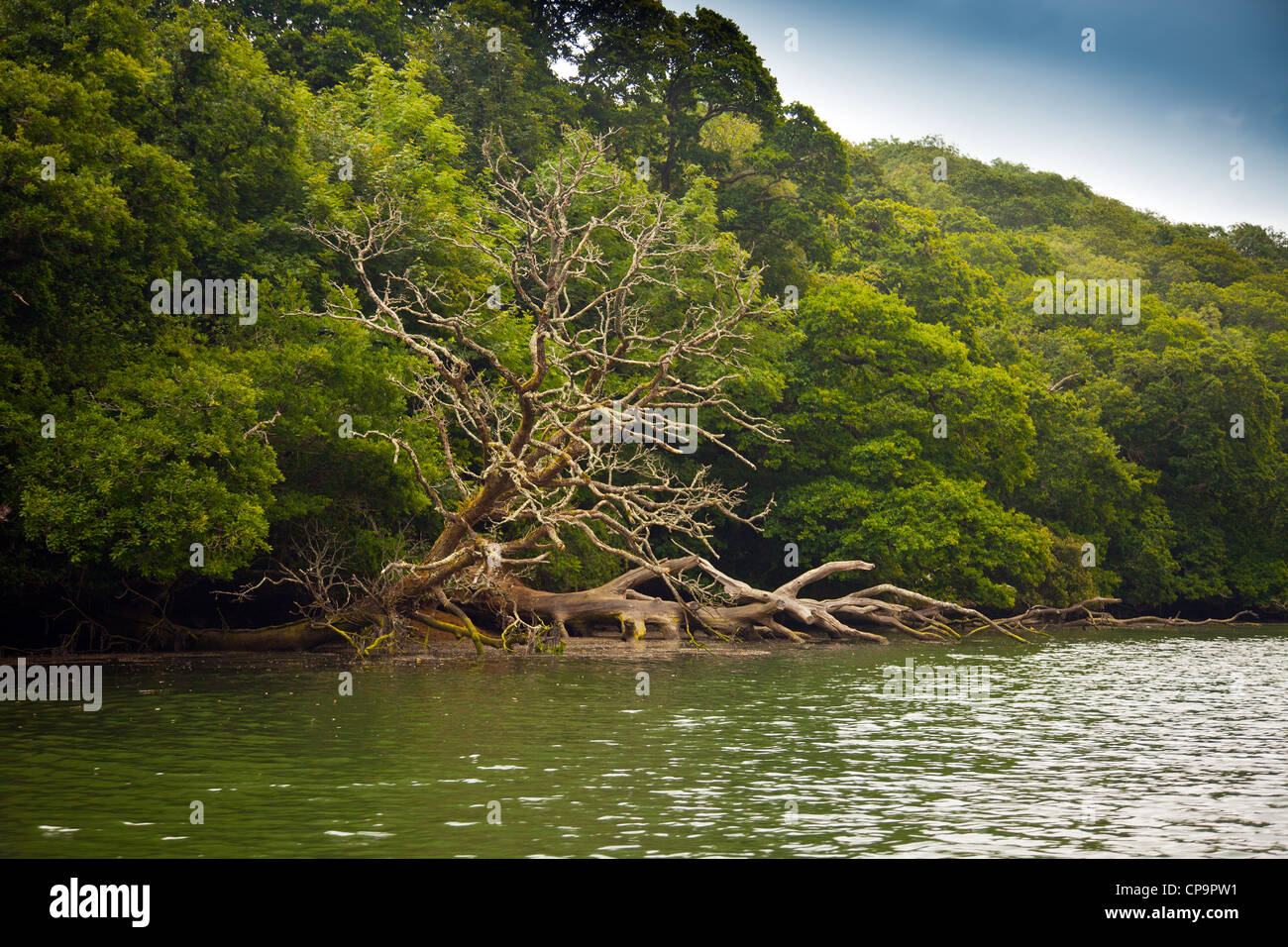 A fallen tree in Frenchman's Creek on the Helford River - made famous ...
