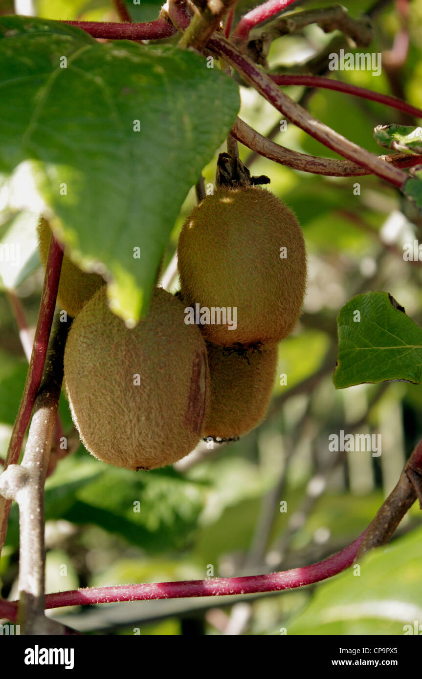 Kiwi fruit growing Stock Photo - Alamy