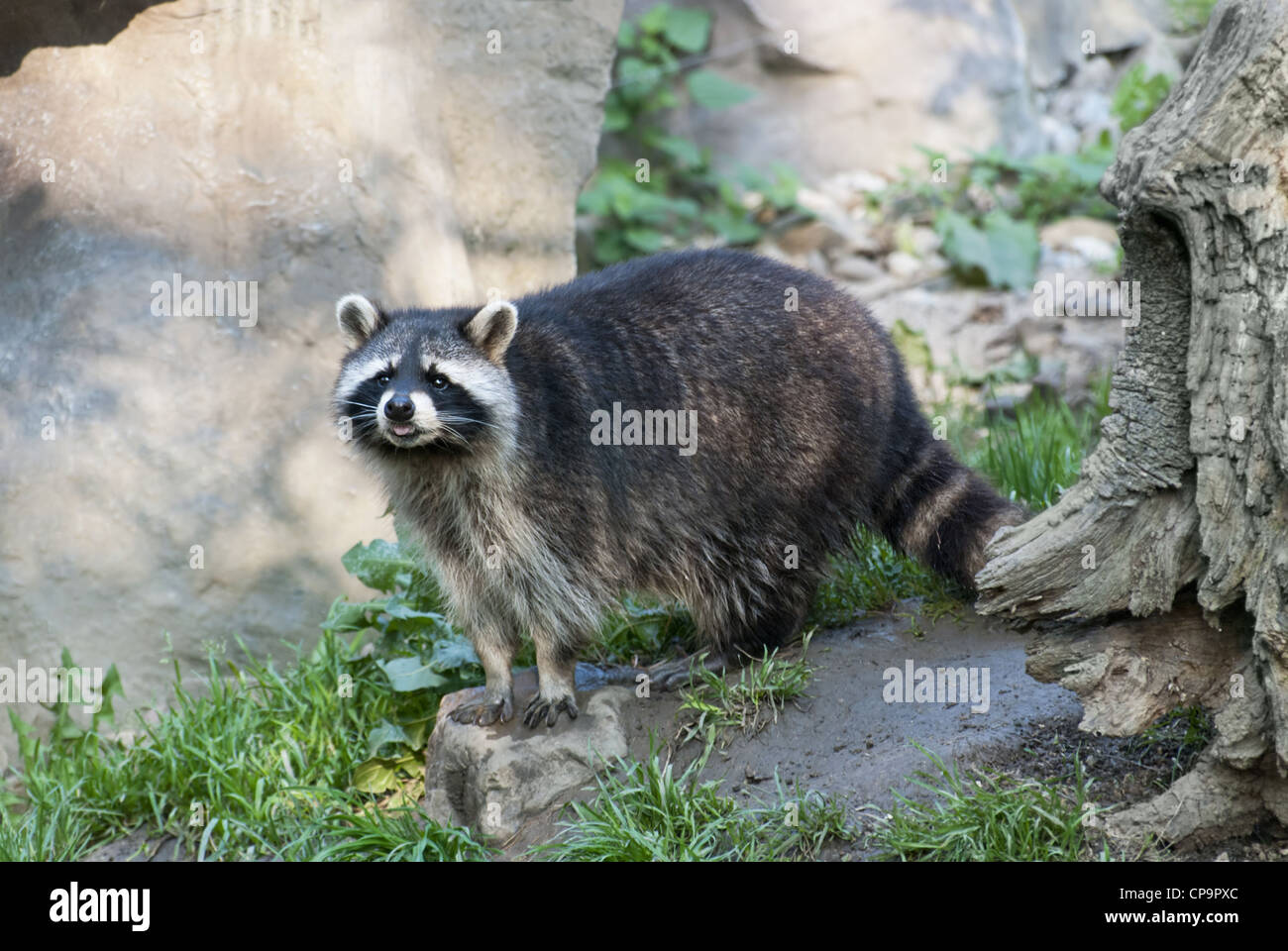 Raccoon, medium-sized mammal native to North America, in forest Stock ...