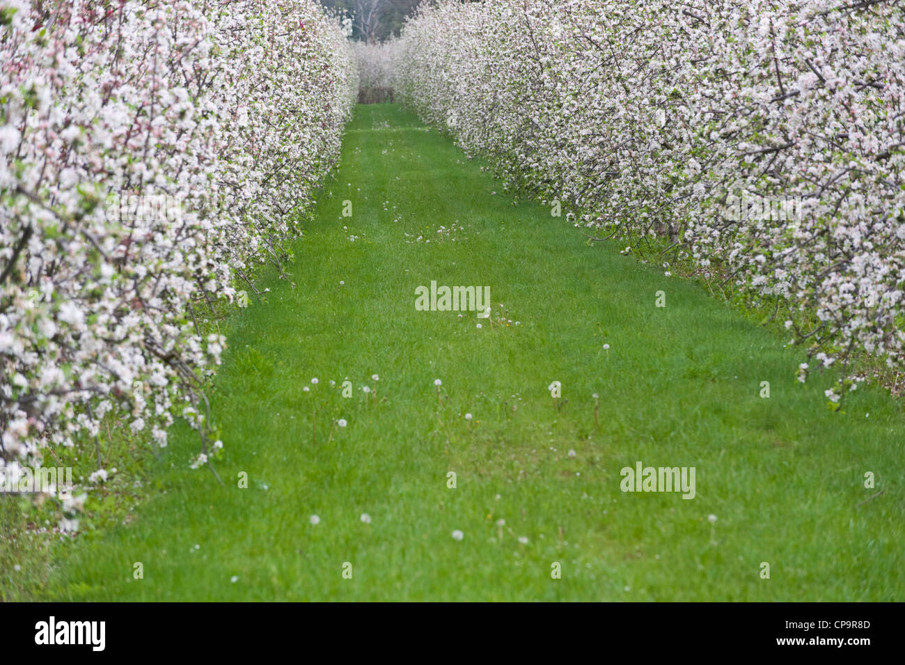 Blossom on cider apple trees in commercial orchard near Monnington on ...