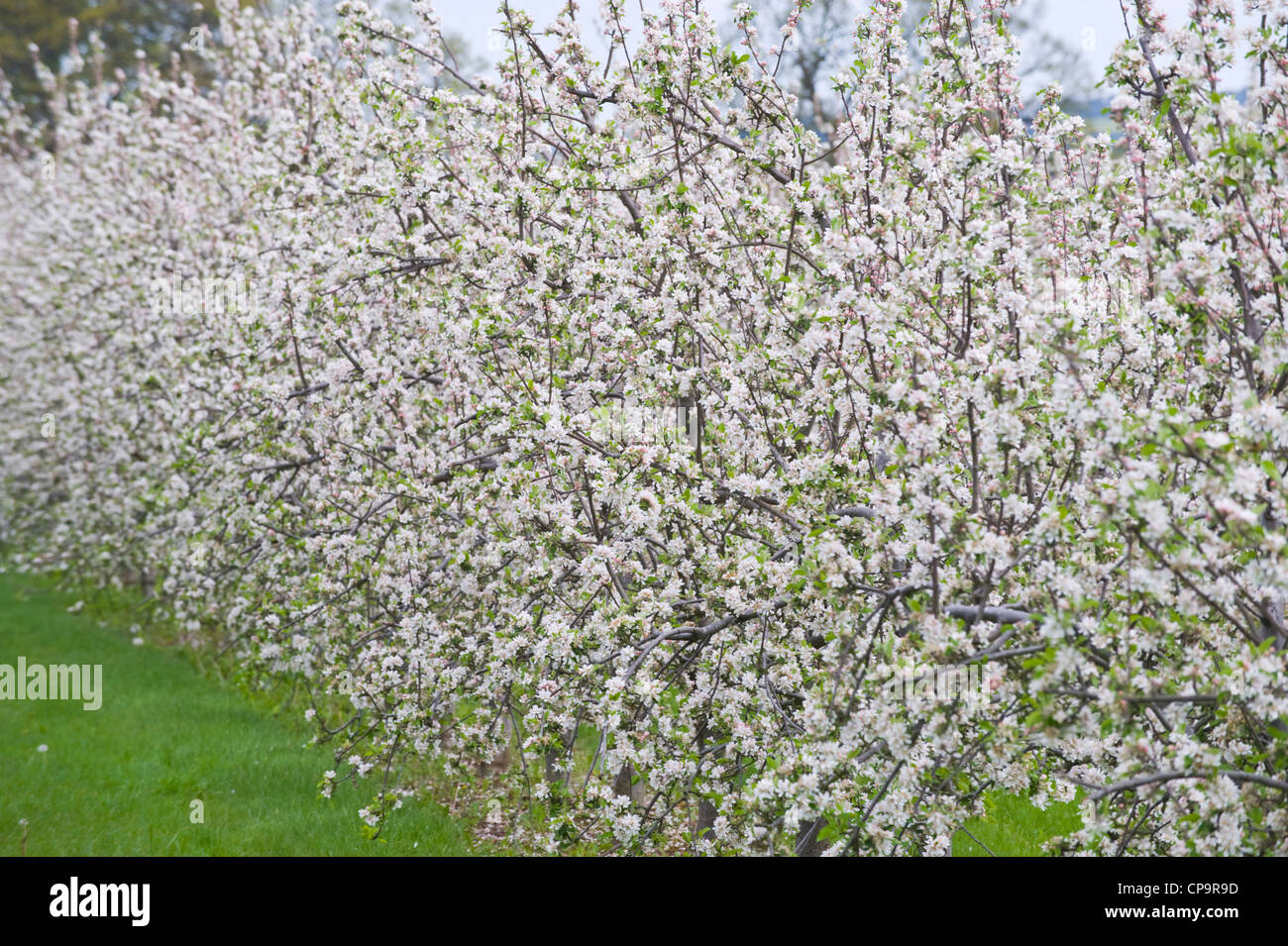 Blossom on cider apple trees in commercial orchard near Monnington on ...