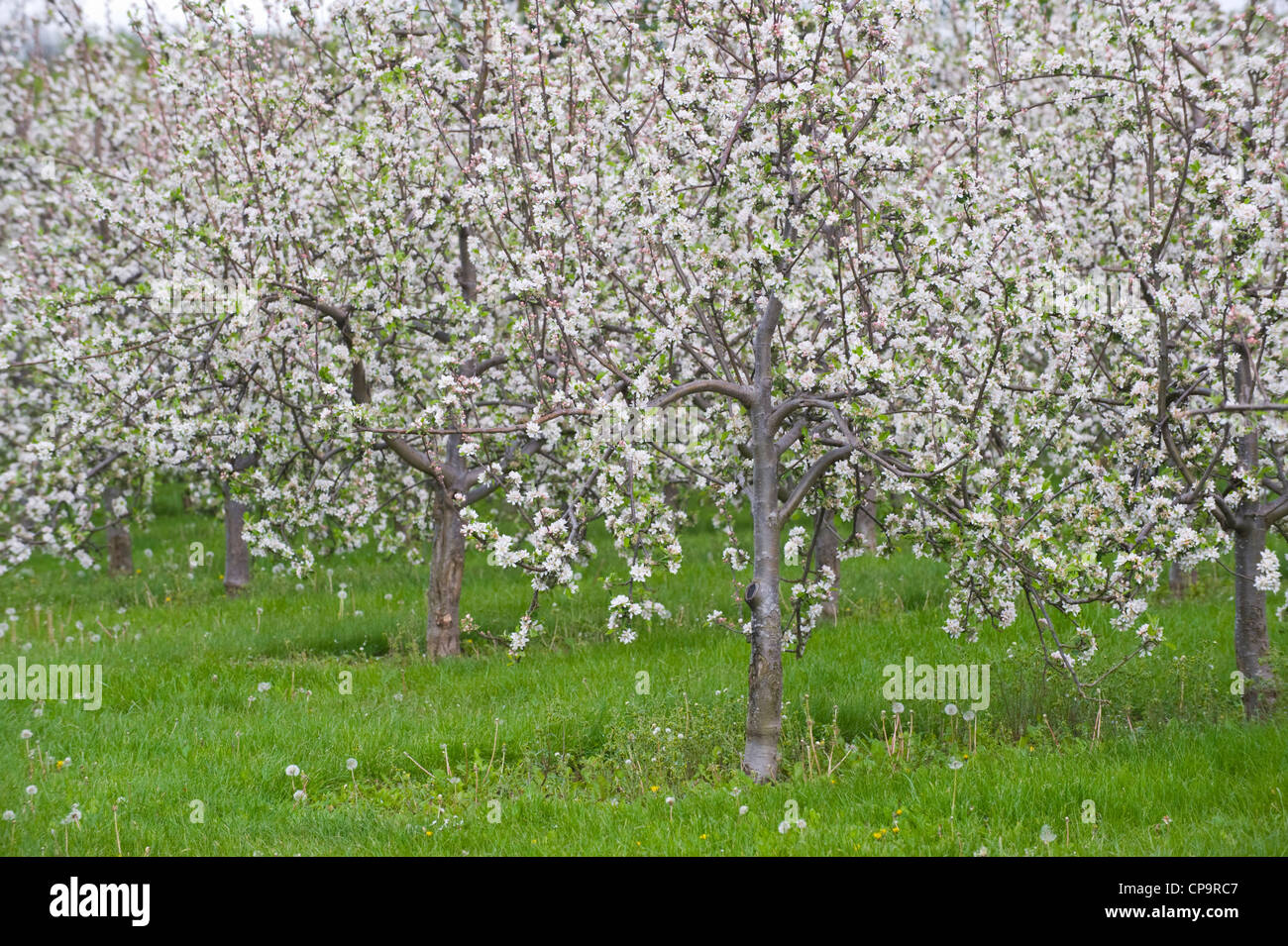 Blossom on cider apple trees in commercial orchard near Monnington on ...