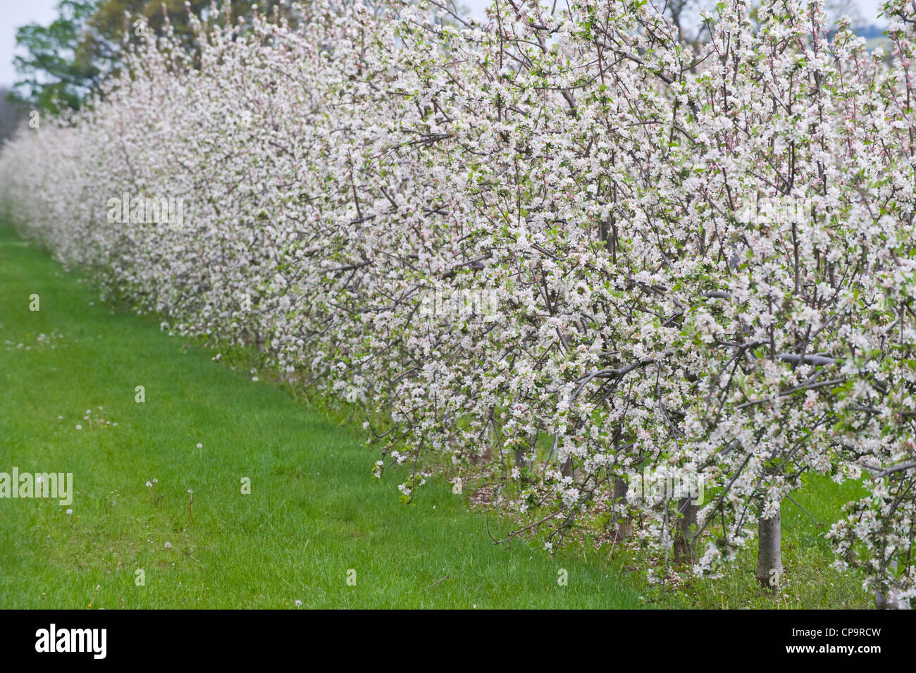 Blossom on cider apple trees in commercial orchard near Monnington on ...
