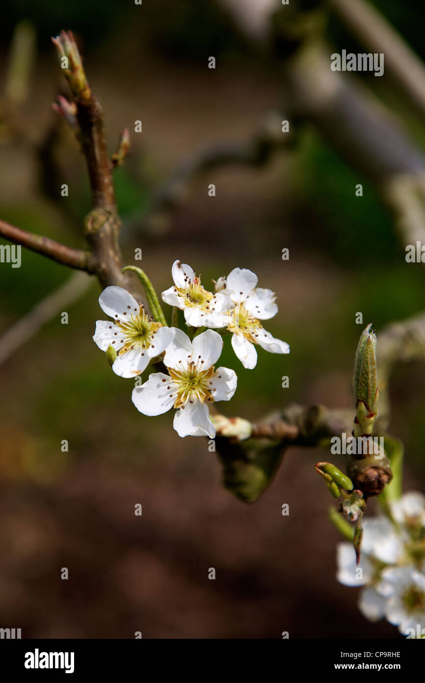 Pyrus Communis Pear Gorham tree flowers in blossom in April Stock Photo ...