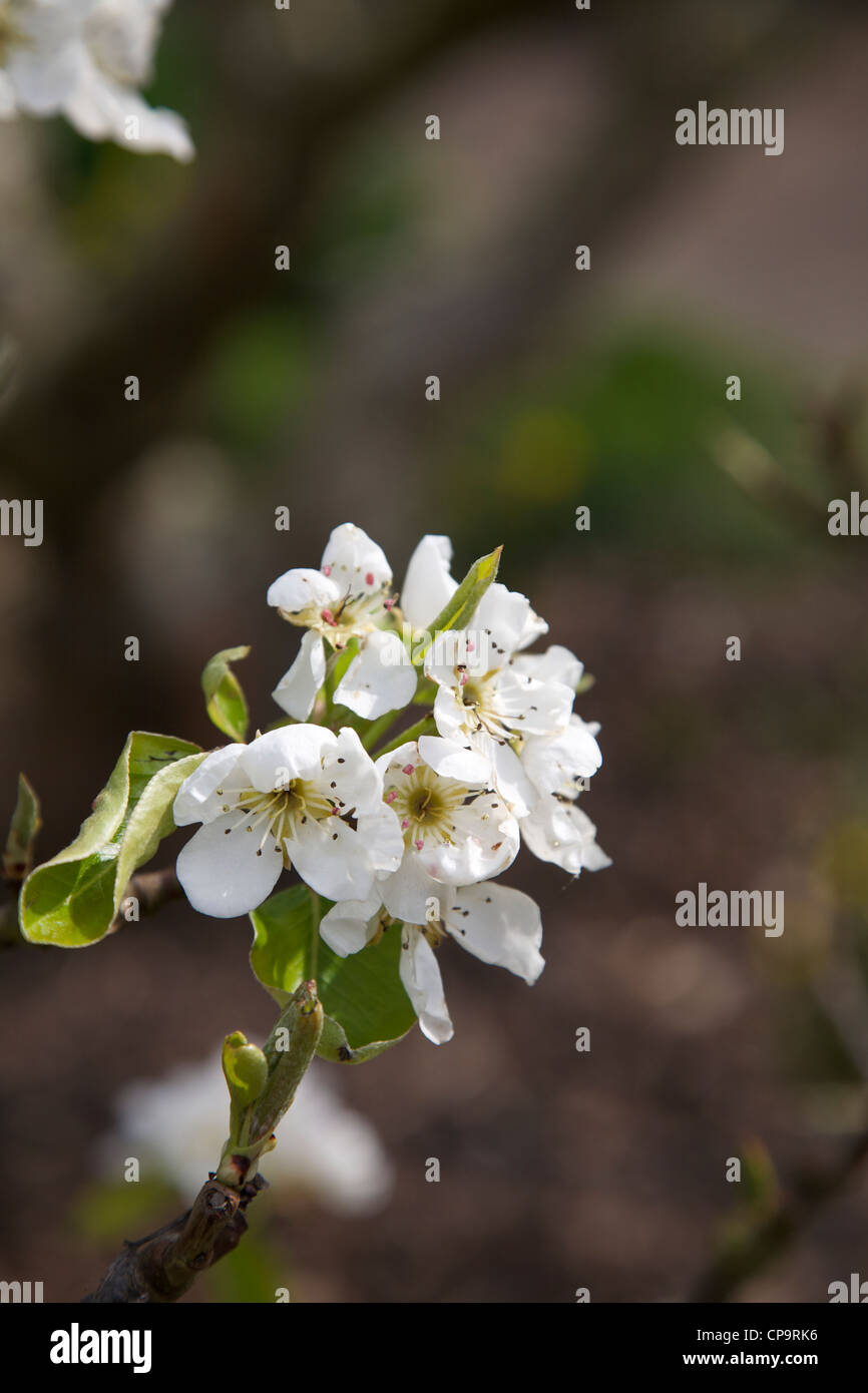 Conference pear flower hi-res stock photography and images - Alamy