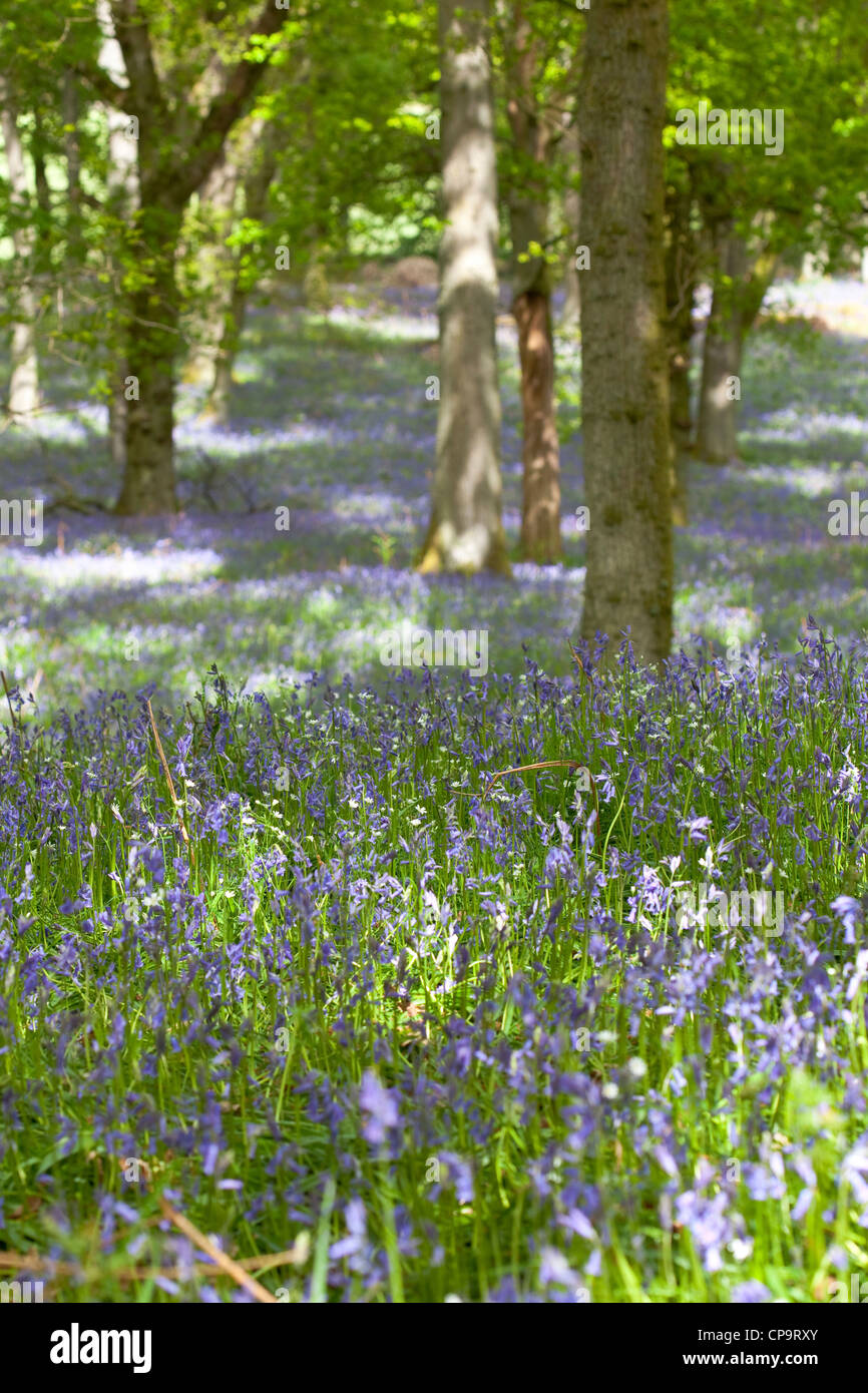 Bluebell colonies hi-res stock photography and images - Alamy