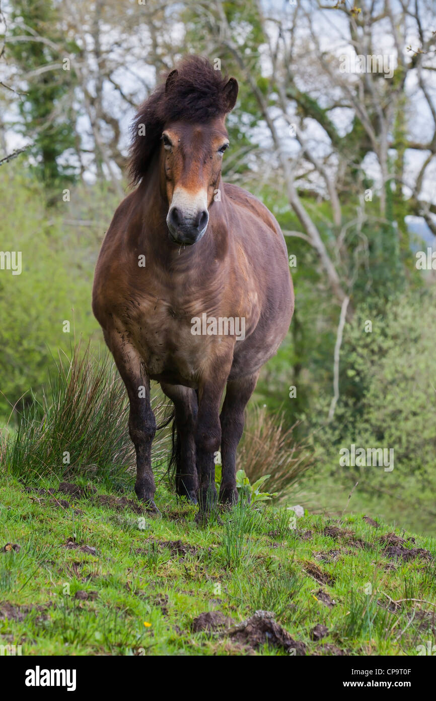 Celtic pony hi-res stock photography and images - Alamy