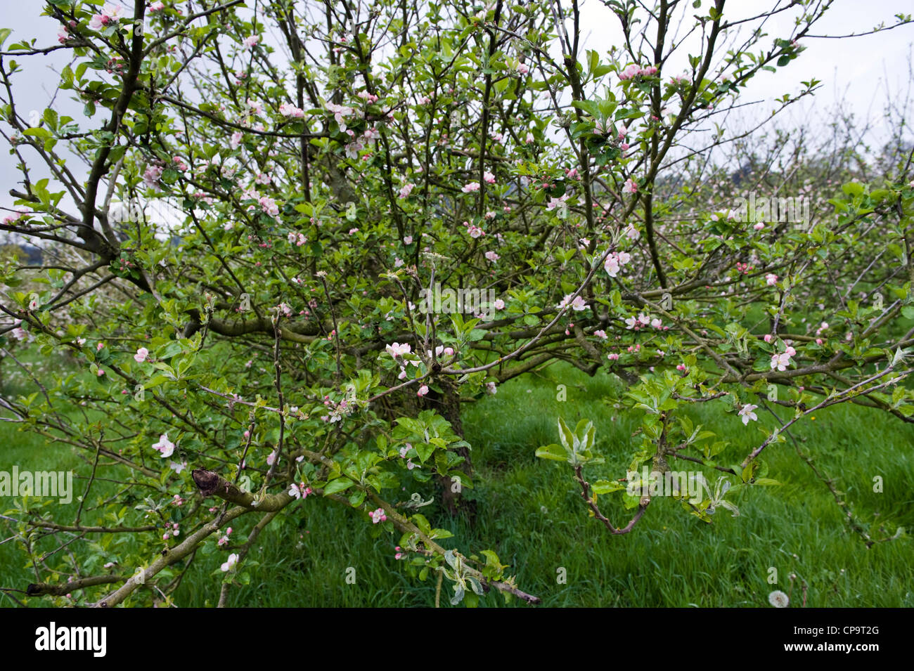 Cider apple trees growing in commercial orchard near Putley near ...