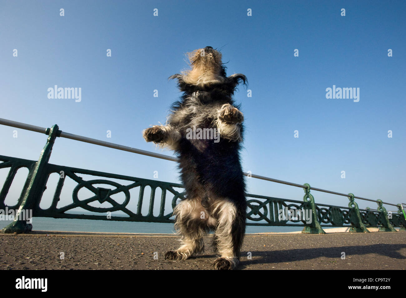 Cute unclipped Miniature Schnauzer dog standing on hind legs on a ...