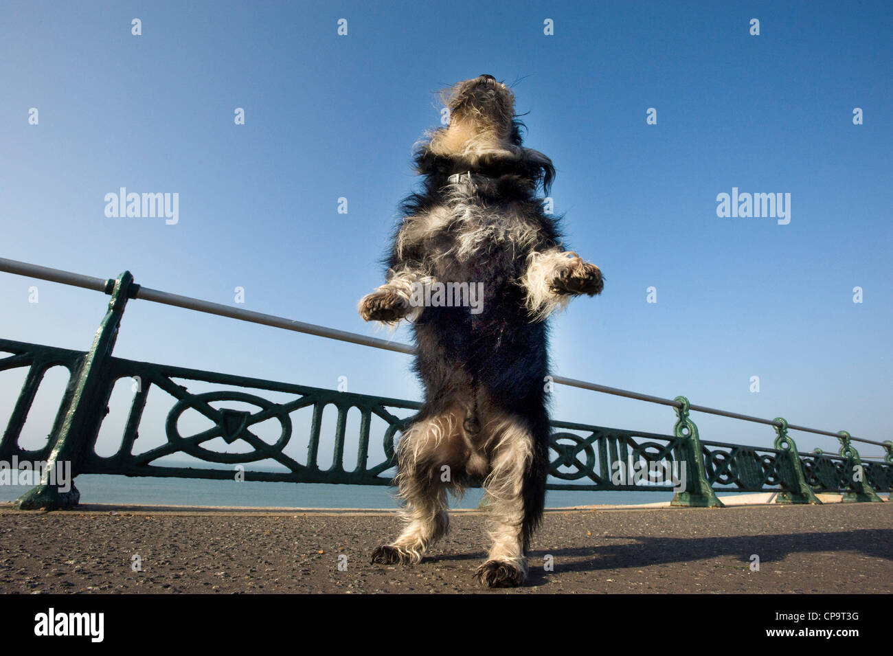 Dog hind legs hi-res stock photography and images - Alamy