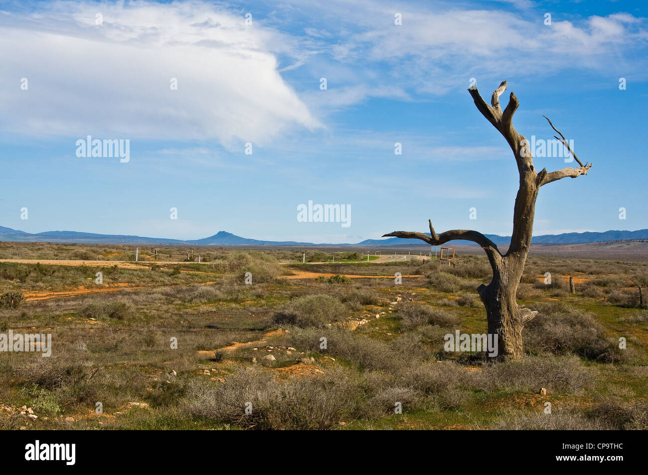 Australian landscape grass trees in hi-res stock photography and images ...