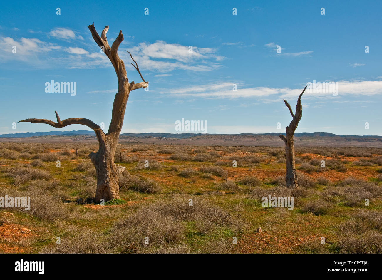 Australian Outback Trees