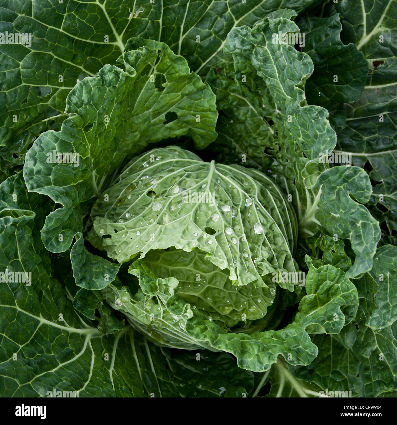 Italian cabbage, cultivated without pesticides in a local farm Stock ...