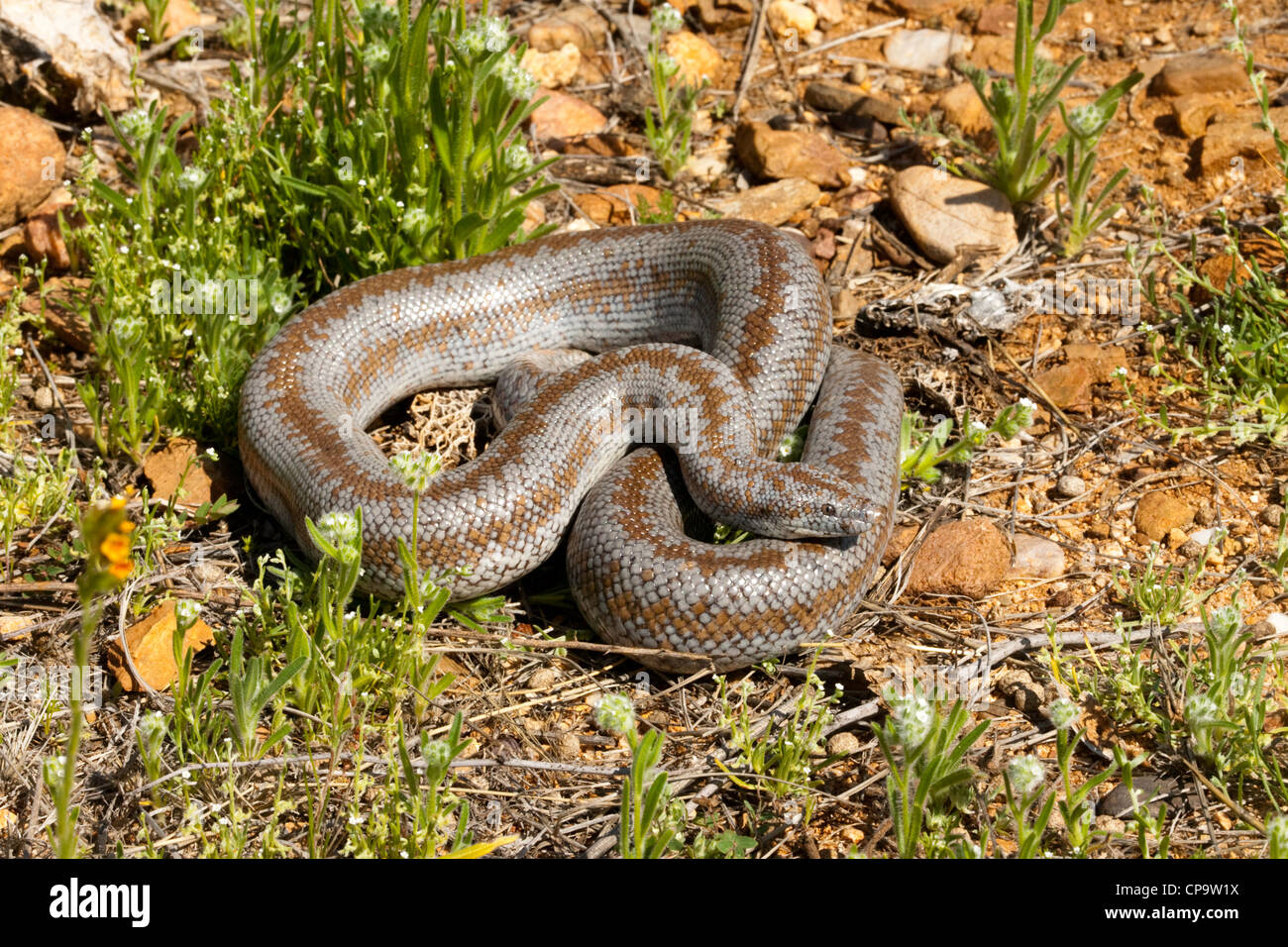 Boidae snake hi-res stock photography and images - Alamy